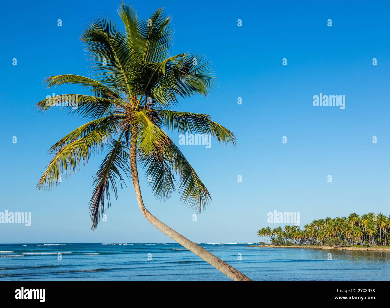 Curved coconut palm (Cocos nucifera) over the ocean. Photographed at ...