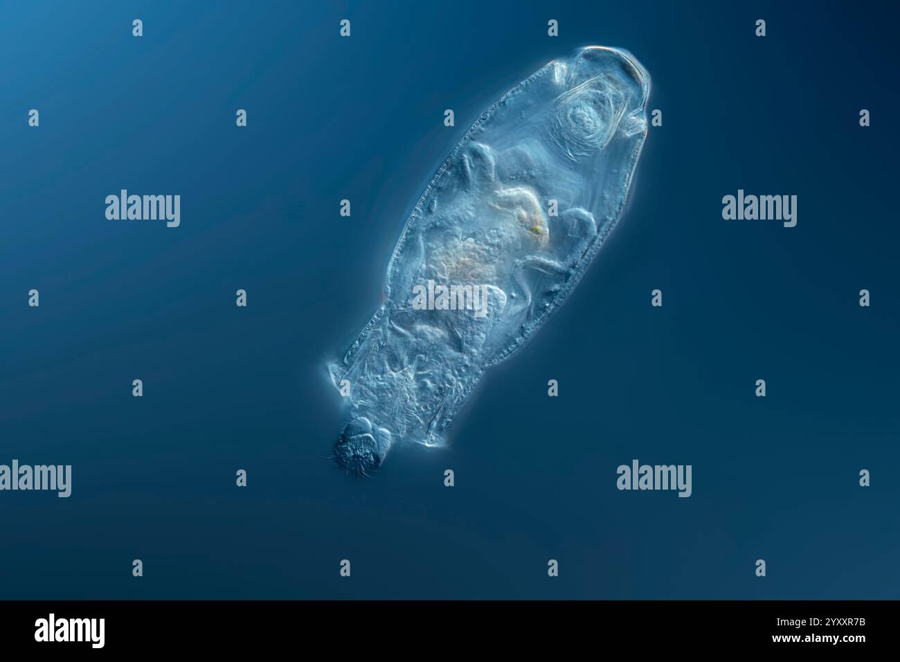 Differential interference contrast (DIC) light micrograph of a Rotifer ...