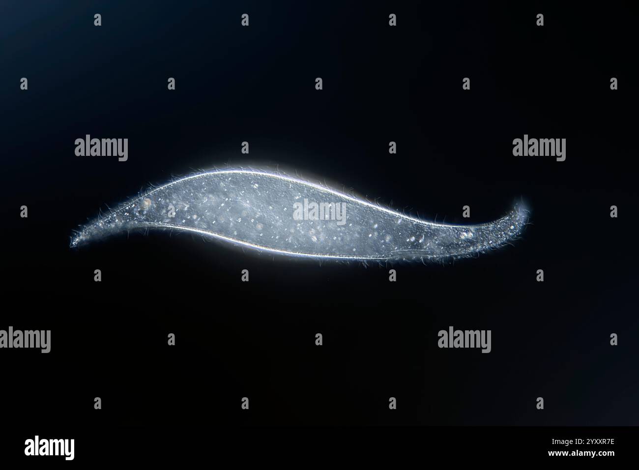 Differential interference contrast (DIC) light micrograph of a ...