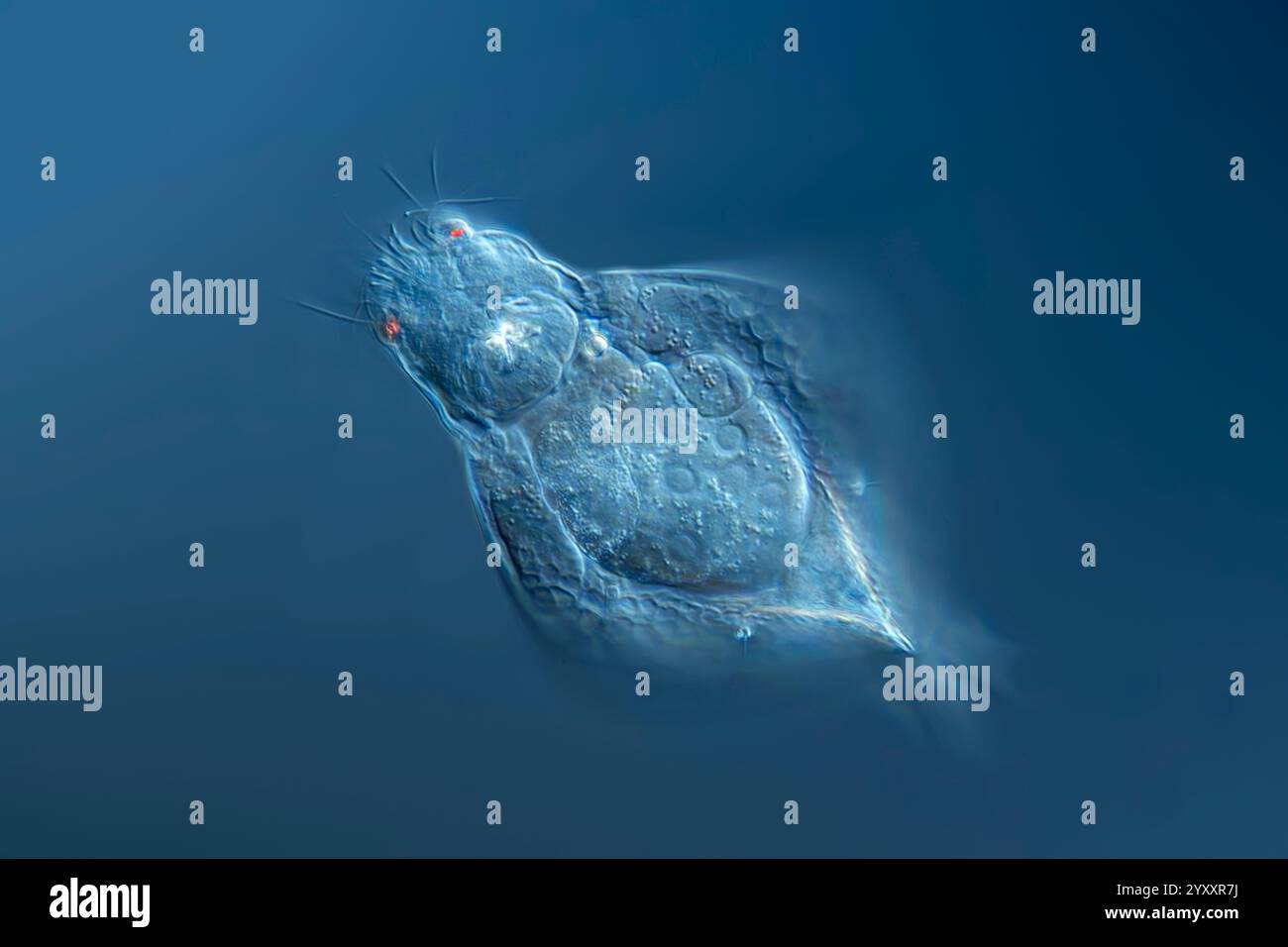 Differential interference contrast (DIC) light micrograph of a Rotifer ...