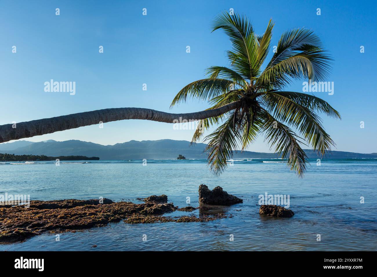 Curved coconut palm (Cocos nucifera) over a beach. Photographed at ...