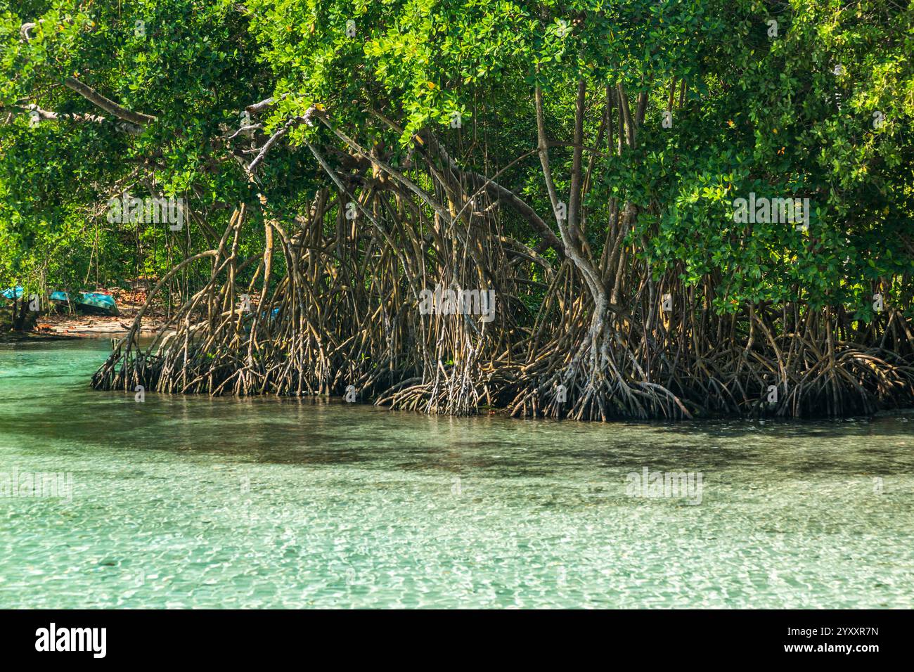 Clear waters of the Cano Frio River lined by mangrove trees on the ...