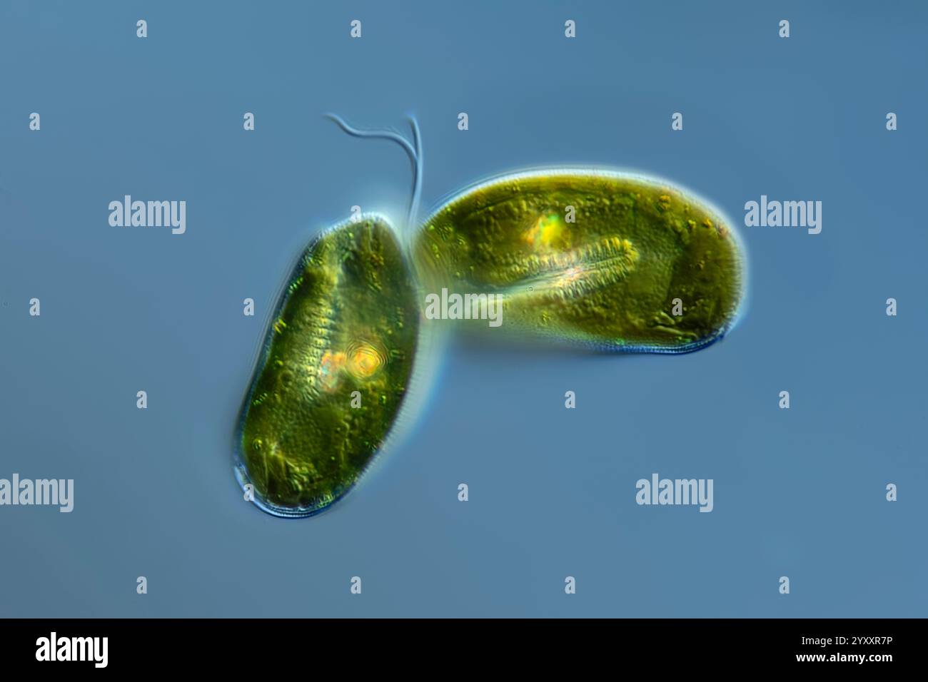 Differential interference contrast (DIC) light micrograph of ...