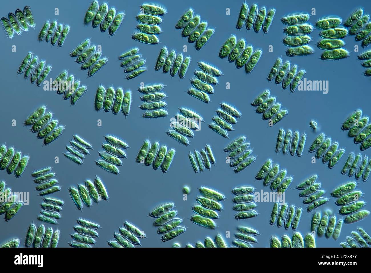 Differential interference contrast (DIC) light micrograph of ...