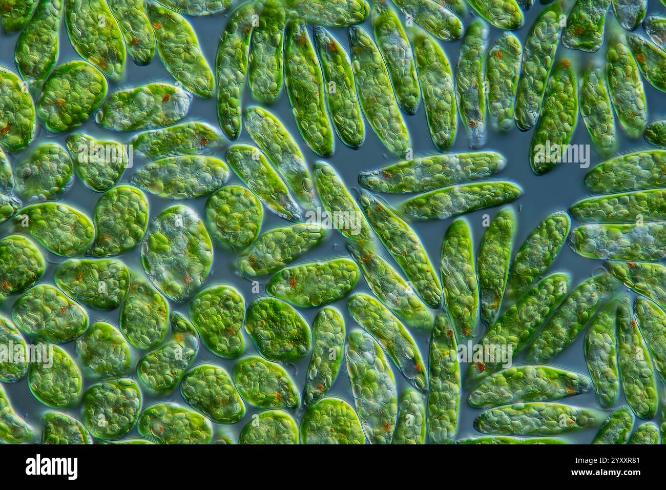 Differential interference contrast (DIC) light micrograph of Euglena sp ...