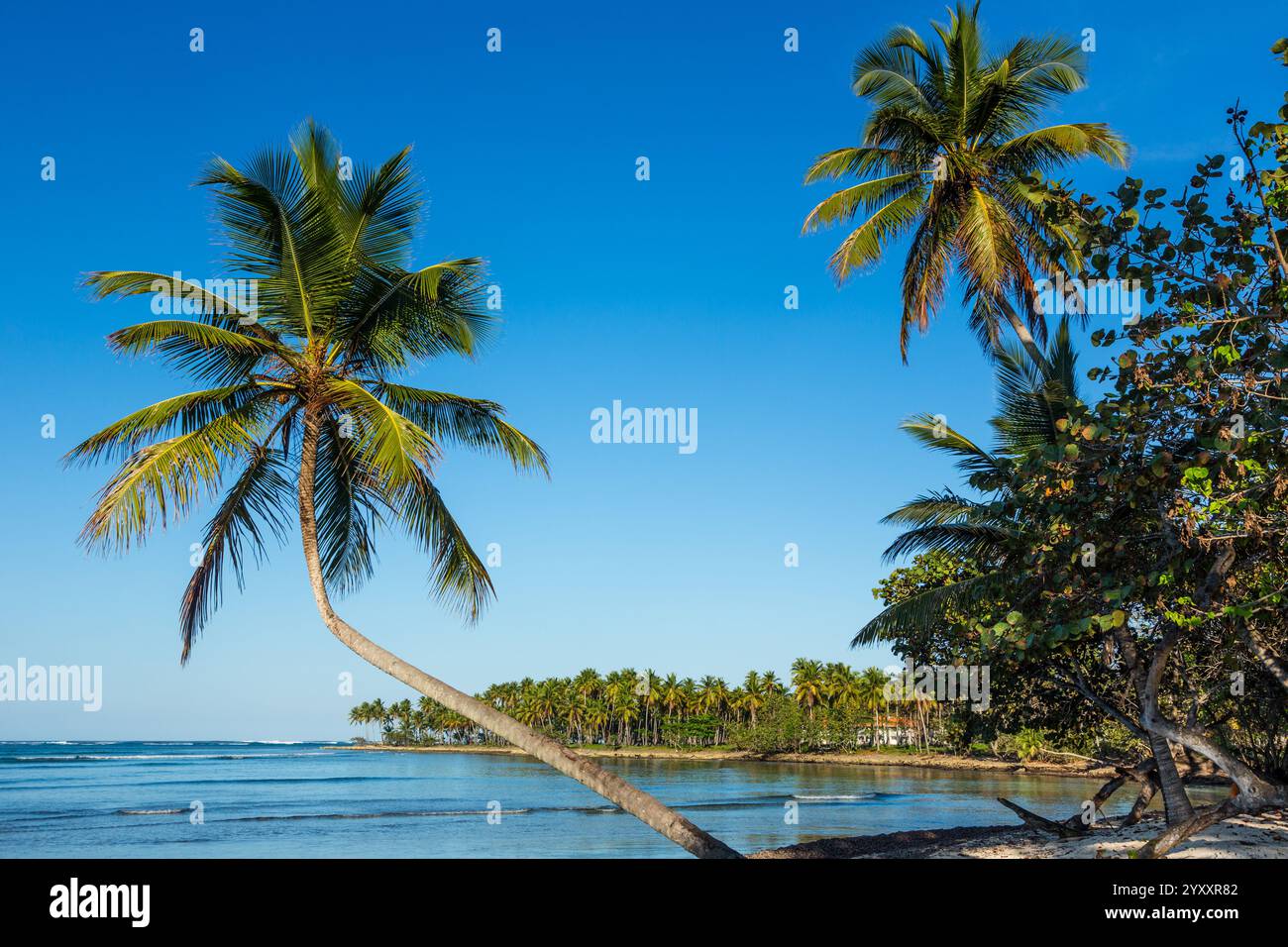 Curved coconut palm (Cocos nucifera) over a beach. Photographed at ...