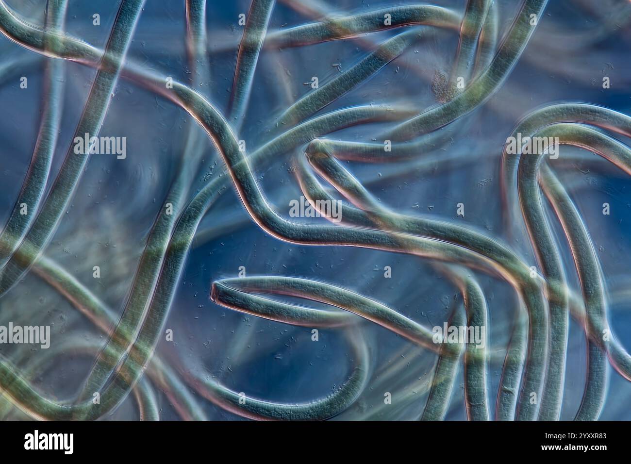 Light micrograph of Oscillatoria sp. algae and Cyanobacteria ...