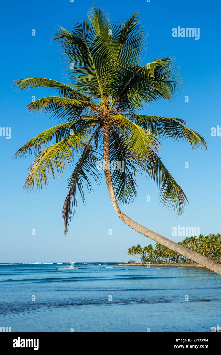 Curved coconut palm (Cocos nucifera) over the ocean. Photographed at ...