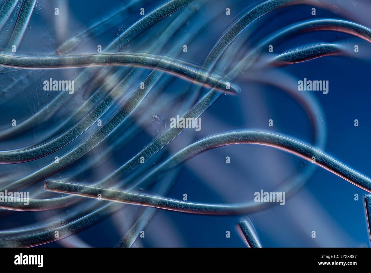 Light micrograph of Oscillatoria sp. algae and Cyanobacteria ...