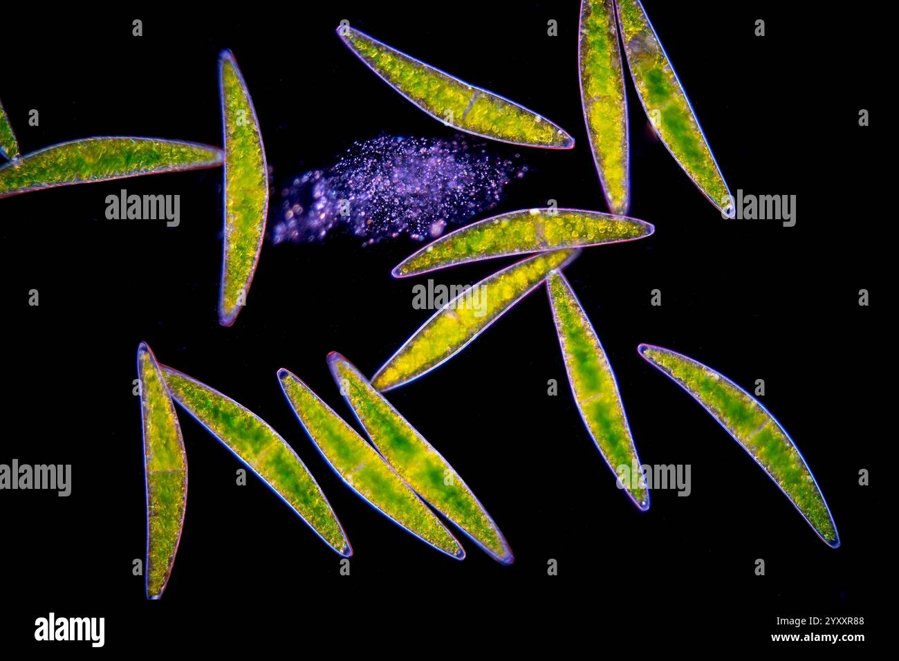 Darkfield and polarised light micrograph of Closterium lunula algae ...