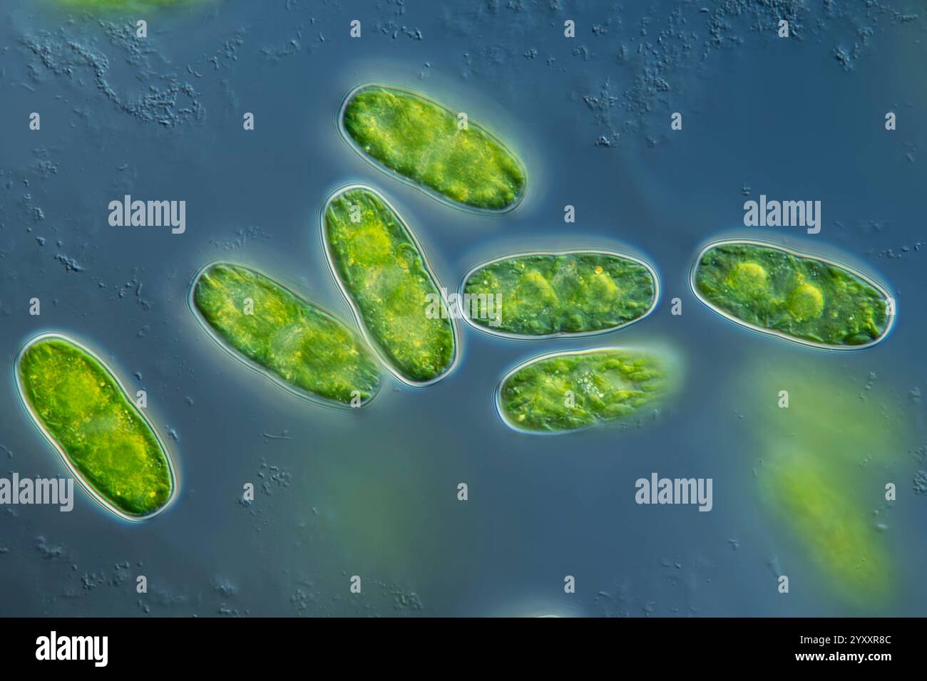 Differential interference contrast (DIC) light micrograph of ...