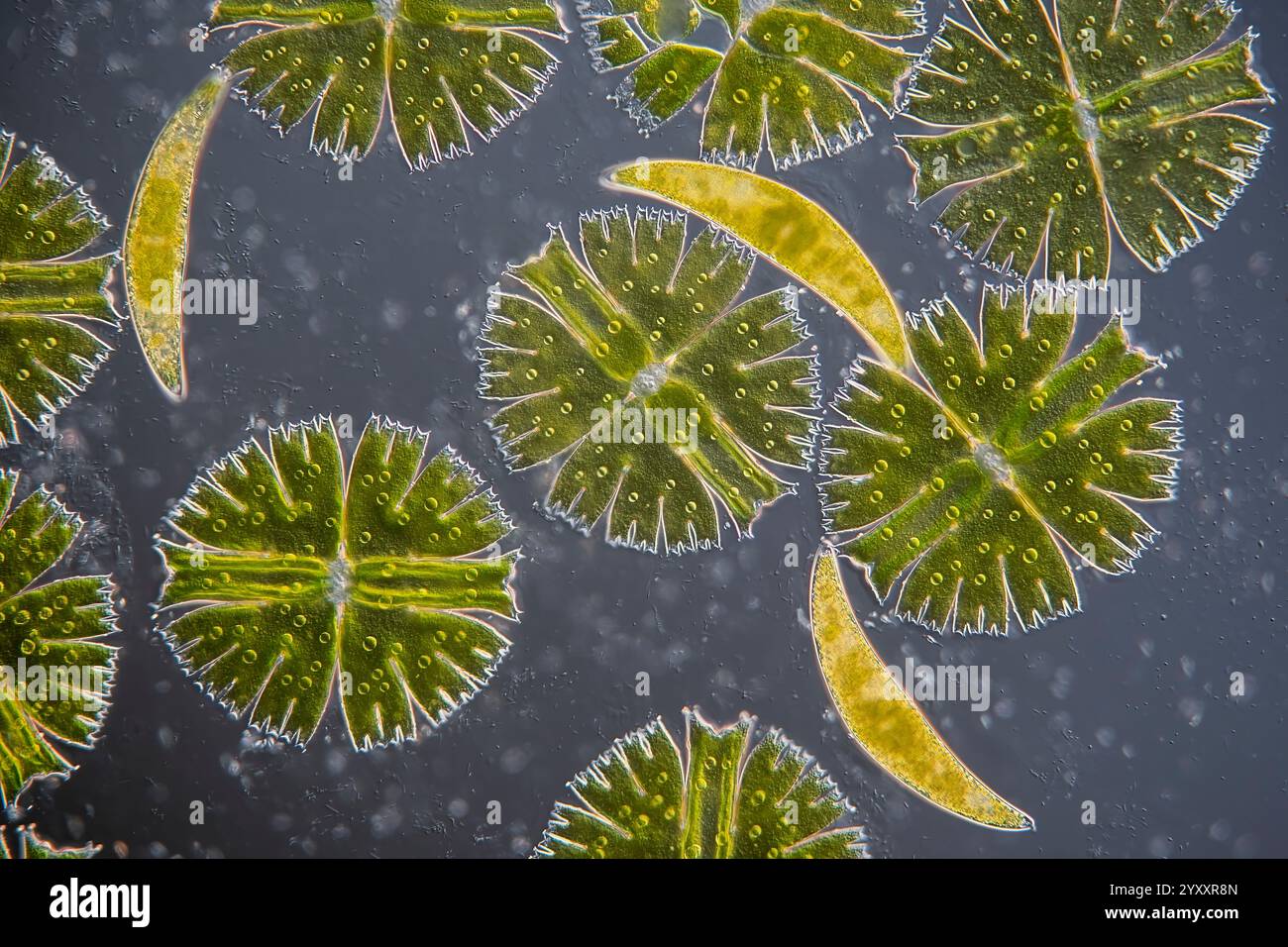 Differential interference contrast (DIC) light micrograph of ...