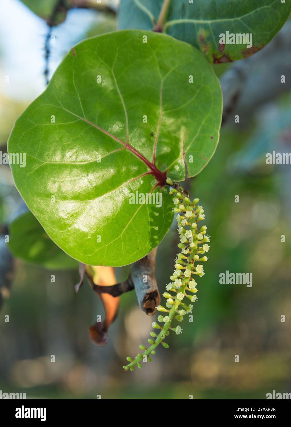 Tiny flowers of a seagrape (Coccoloba uvifera) tree on a beach. This ...