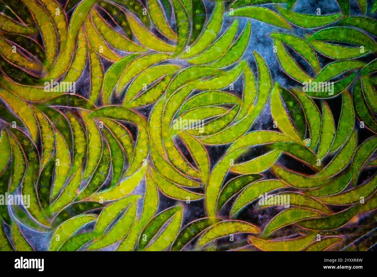 Darkfield and polarised light micrograph of Closterium sp. algae ...