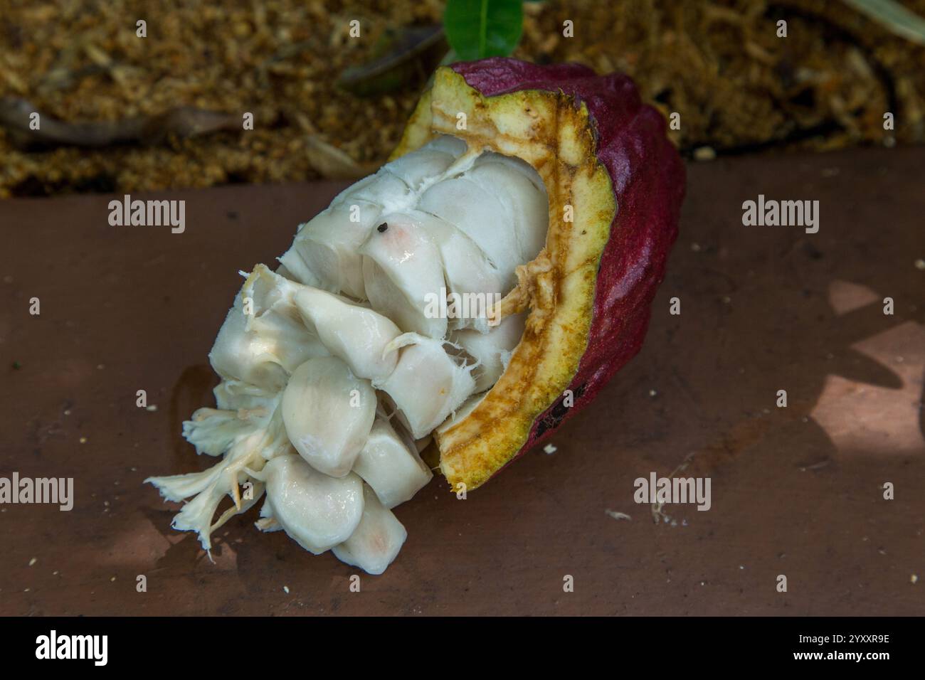 Fresh cacao beans in a pod on a cacao plantation. Cacao pods are the ...