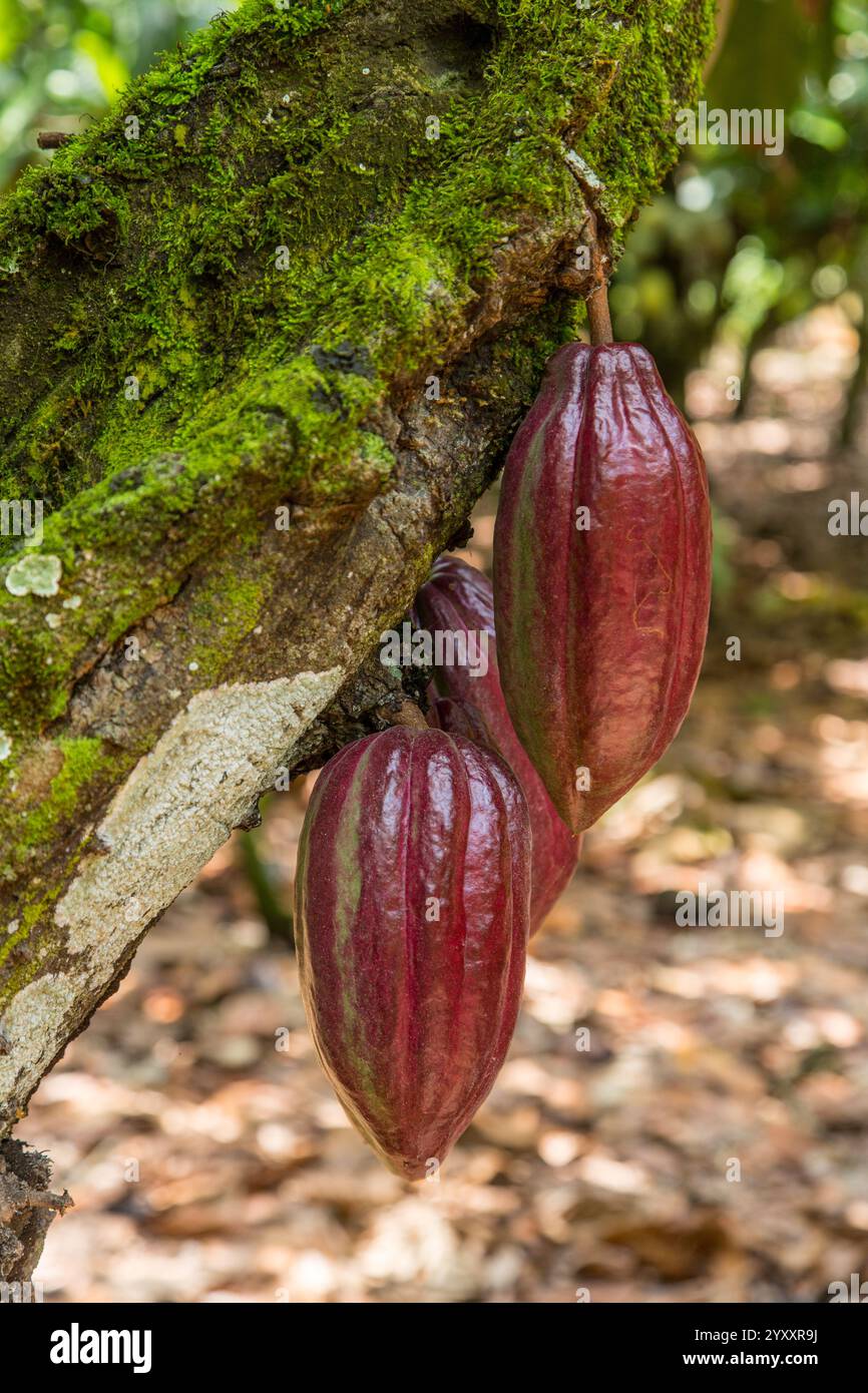 Cacao bean pods hanging from a tree on a cacao plantation. Cacao pods ...