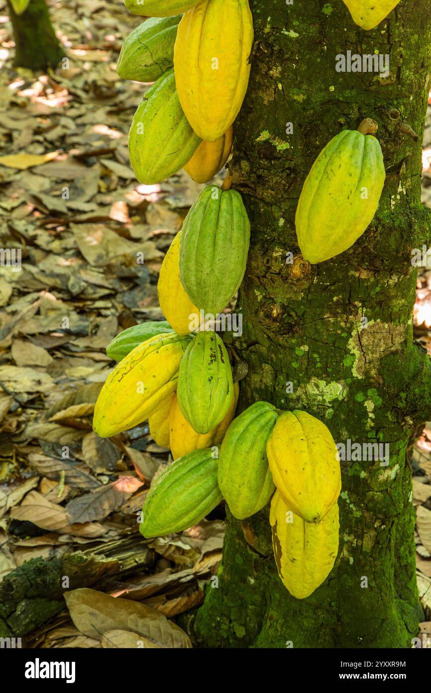 Cacao bean pods growing on a tree on a cacao plantation. Cacao pods are ...