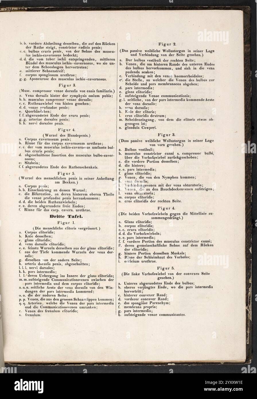 Die männlichen und weiblichen Wollust-Organe des Menschen und einiger ...