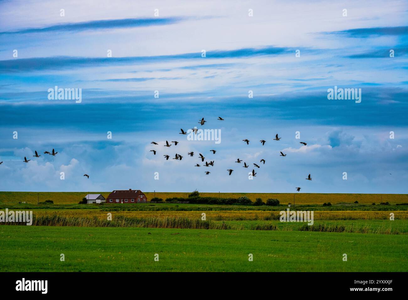 Bird migration. Birds in sky. Many birds flying on sky. Bird flying ...