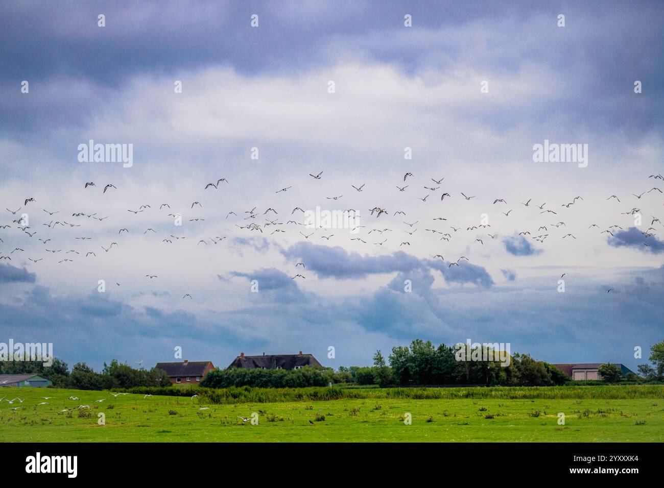 Bird migration. Wildlife and ornithology. Birds in sky. Many birds ...