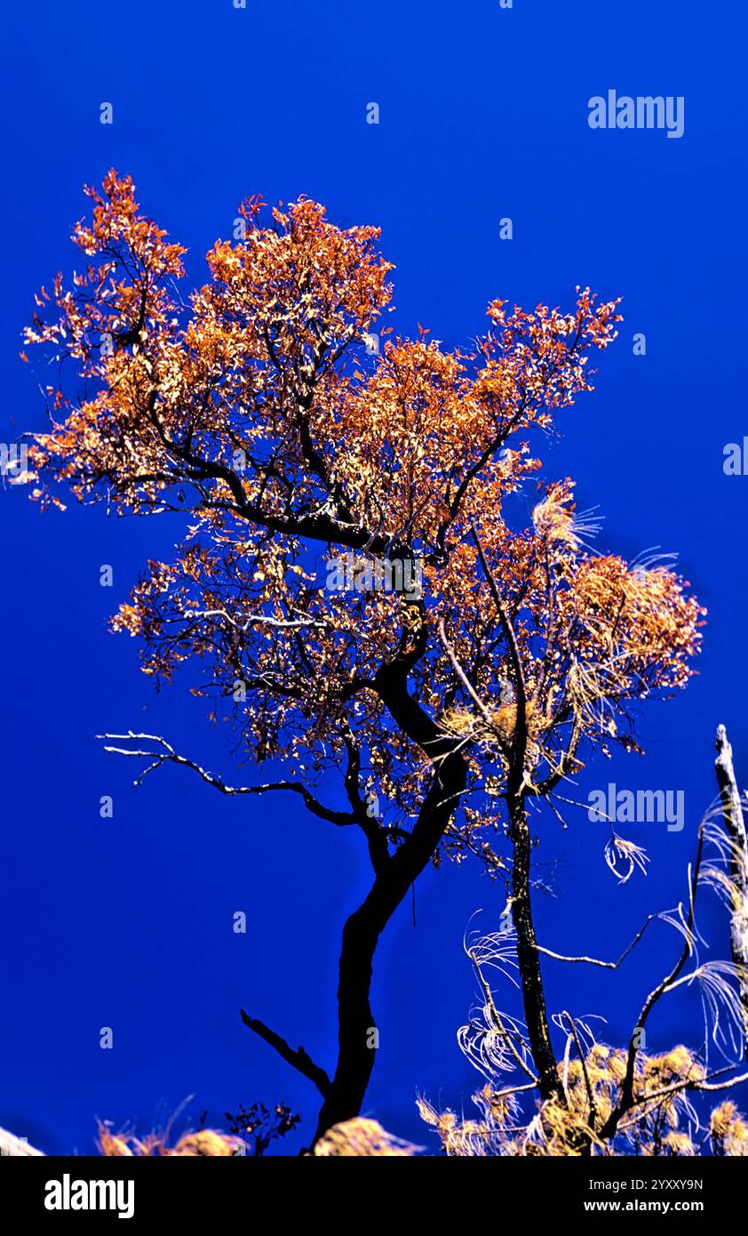 Burnt Eucalyptus gum tree recovering from fire, Northwest Australia ...