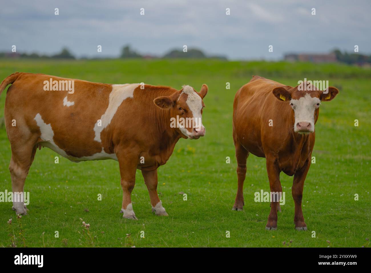 Brown cows on summer pasture. Cow on a summer pasture. Herd of cows ...