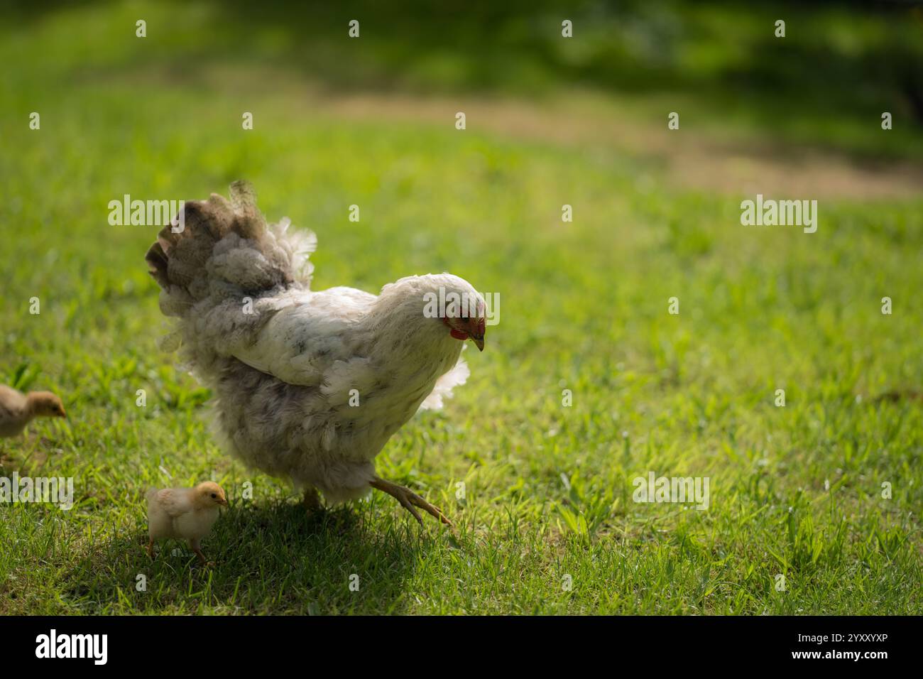Chicken hen at farm. Poultry dairy farm. Farming. Farmland. Chicken ...