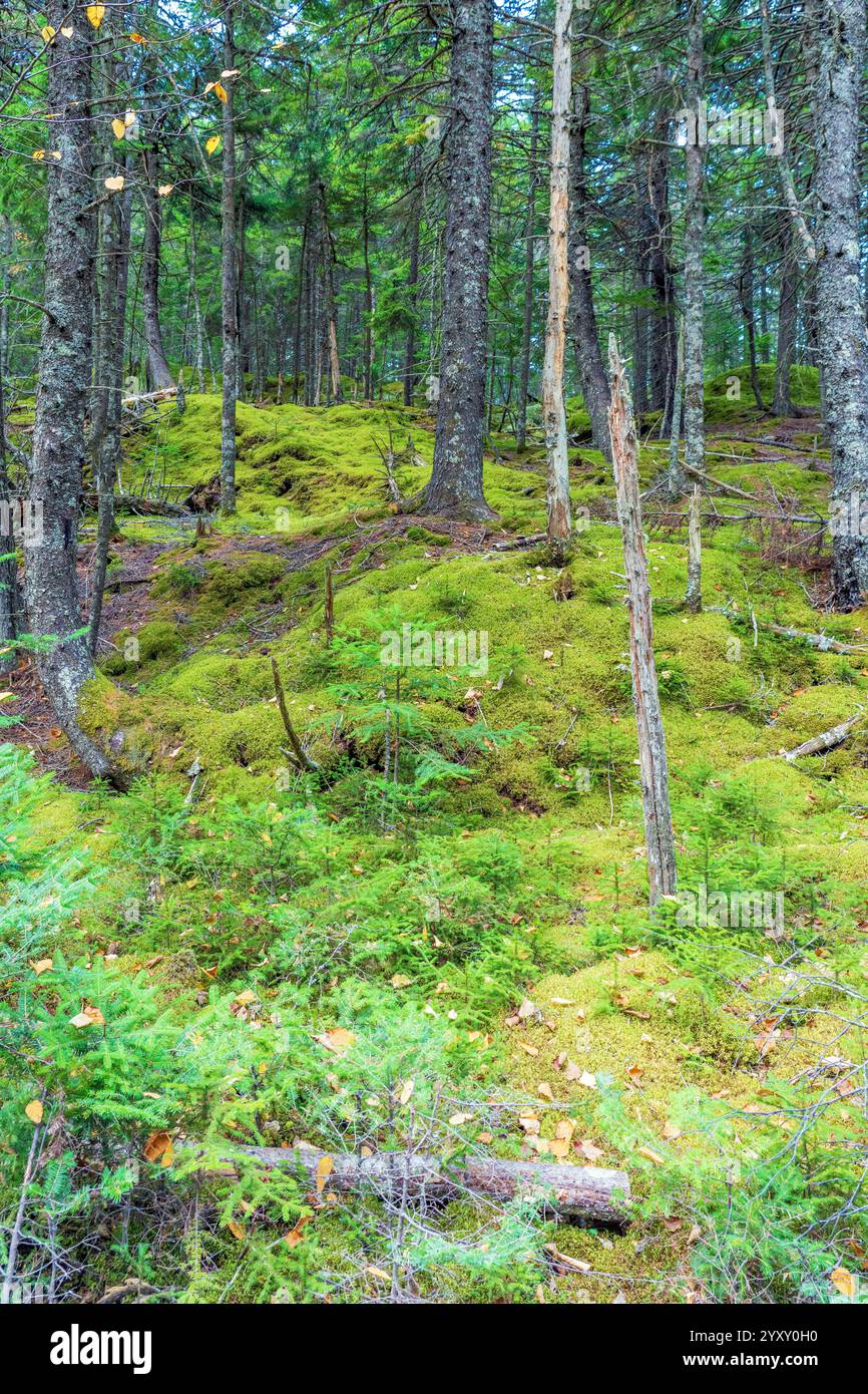 This photograph illustrates well the life cycle of a forest with a ...