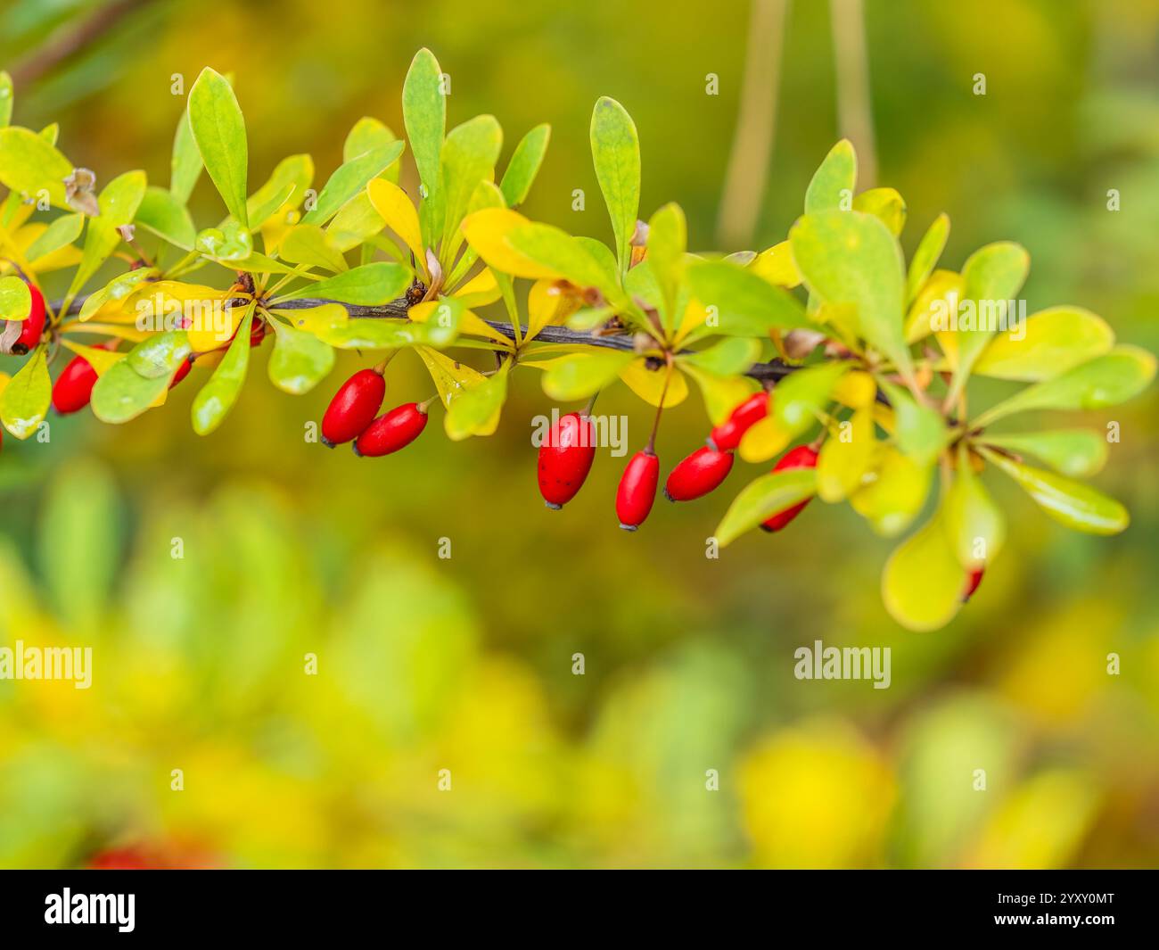 Branches of a barberry Bush with ripe red barberry berries Branches ...