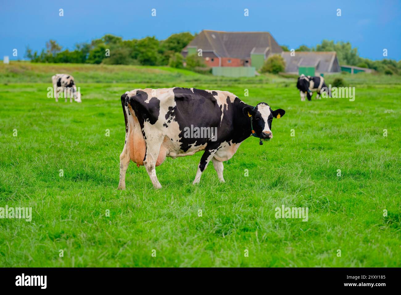 Domestic Farming. Grazing cows. Cows at field. Cow herd at green ...