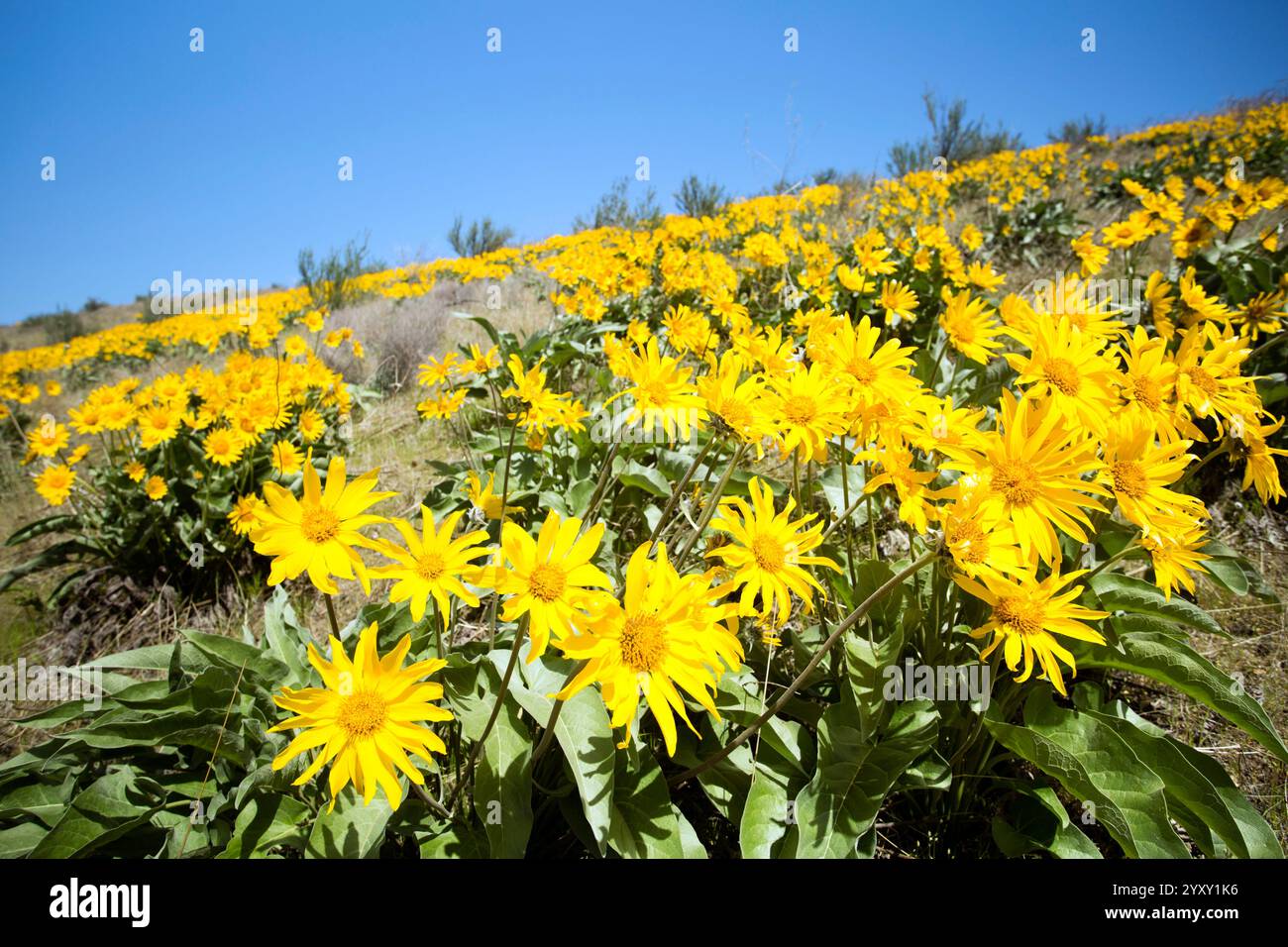 Balsamorhiza sagittata is a North American species of flowering plant ...