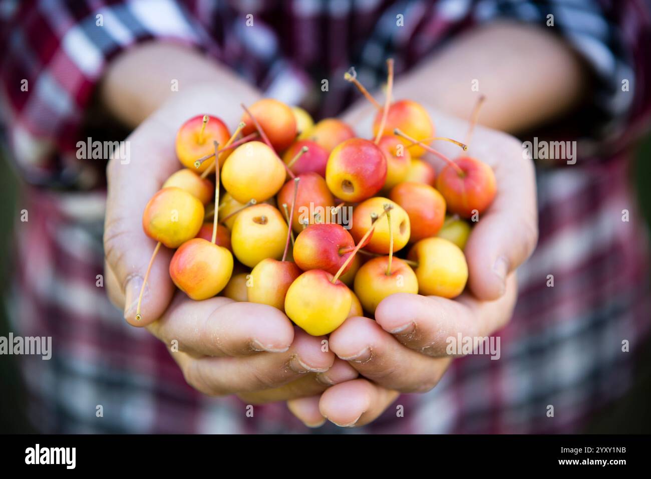 Farmers cupped hands holding a handful of ripe organic crab apples ...