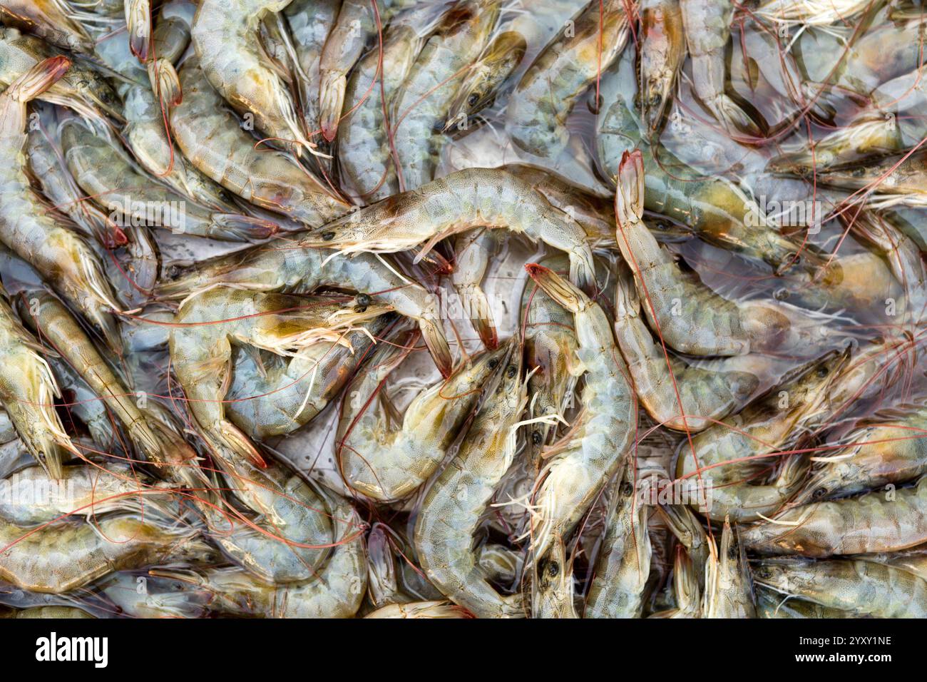 An arrangement of raw uncooked shrimp at an Asian market in Ho Chi Minh ...