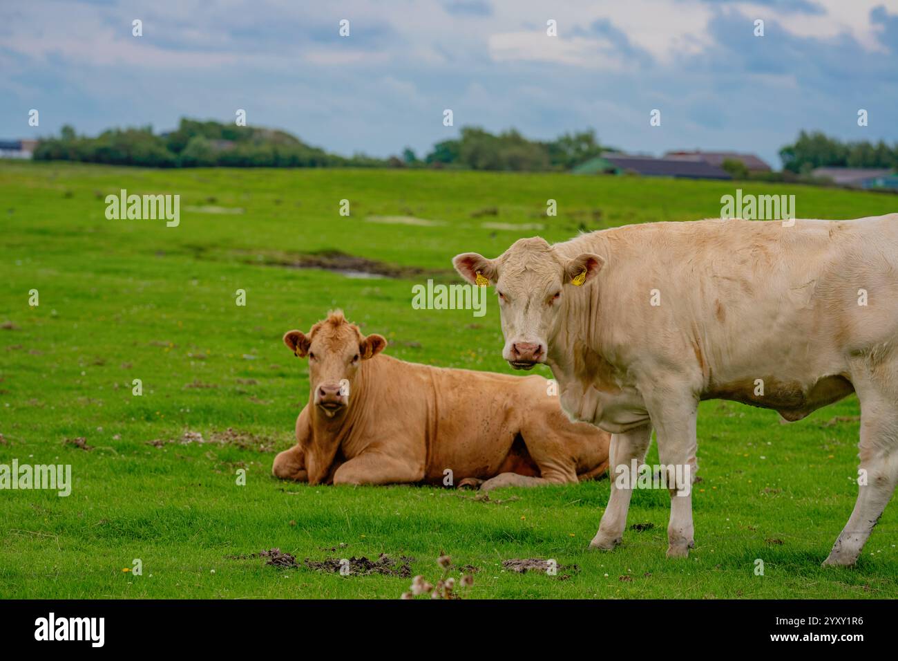 Grazing cows. Cows at field. Cow herd at green pasture. Countryside ...