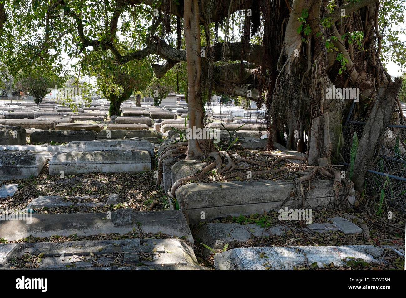 Above ground graves are placed next to each other under the shade of a ...