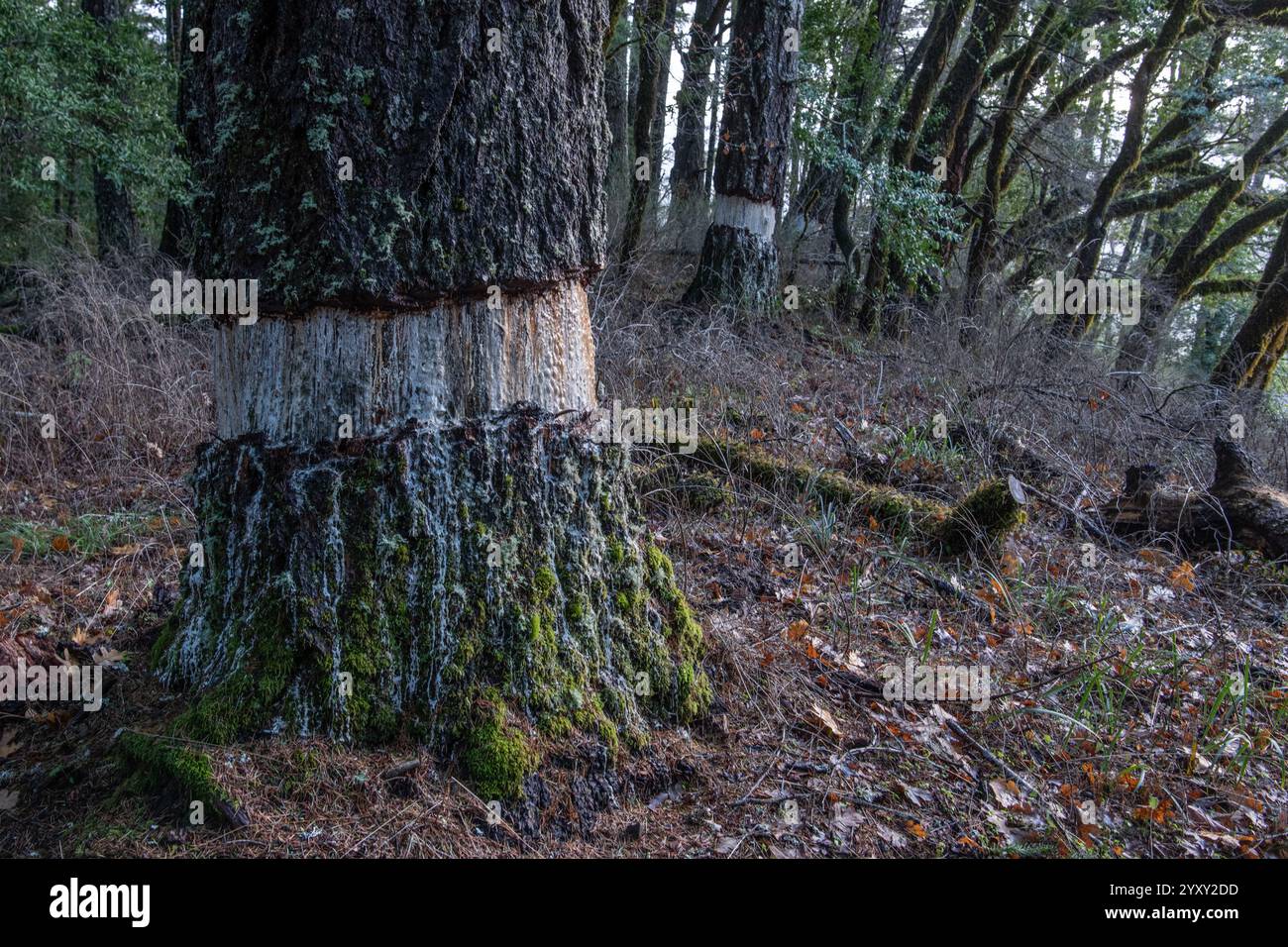 Douglas firs (Pseudotsuga menziesii) that have been girdled to kill the ...