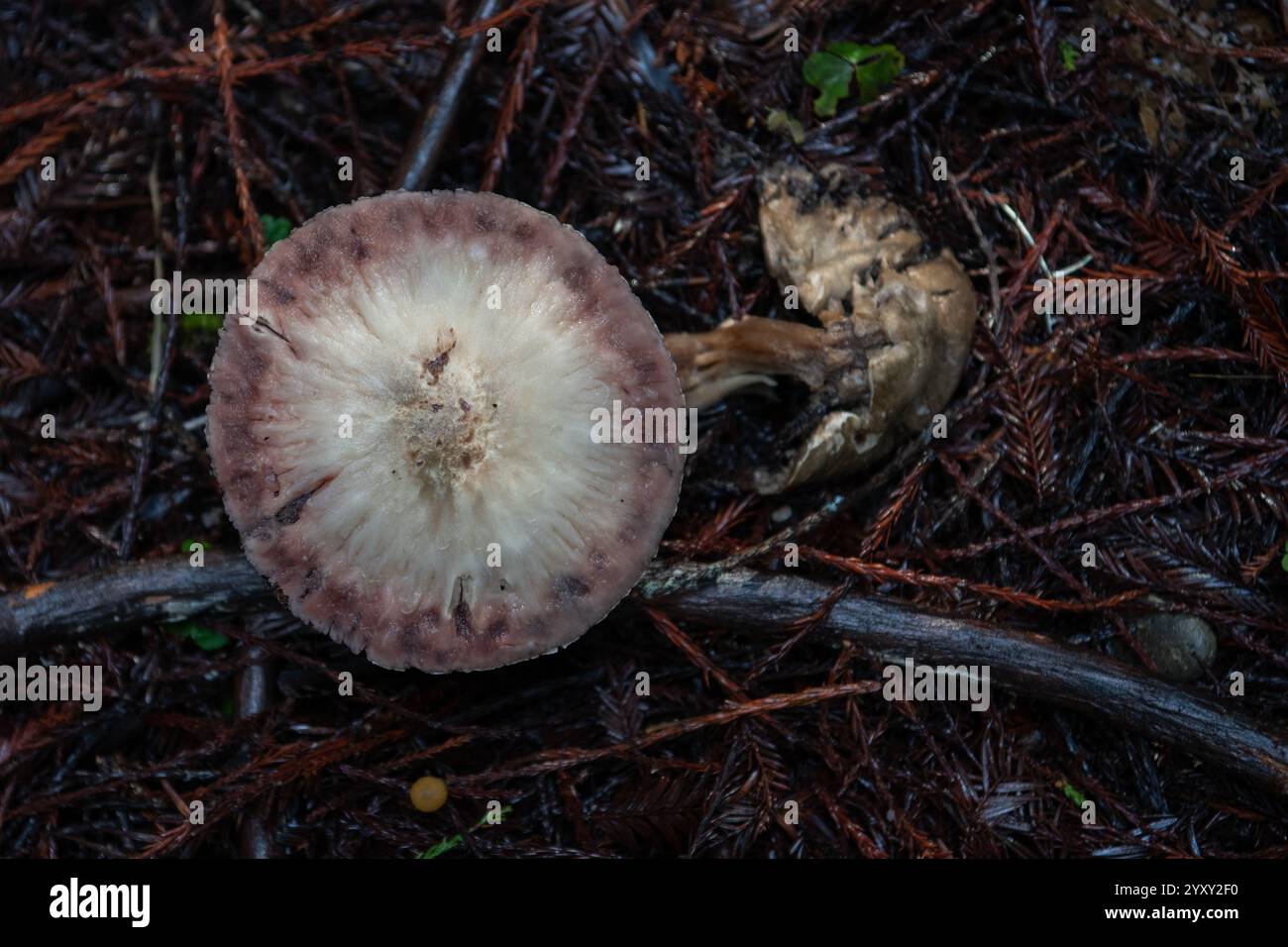 A wild mushroom growing out of the pine needles of the forest floor in ...