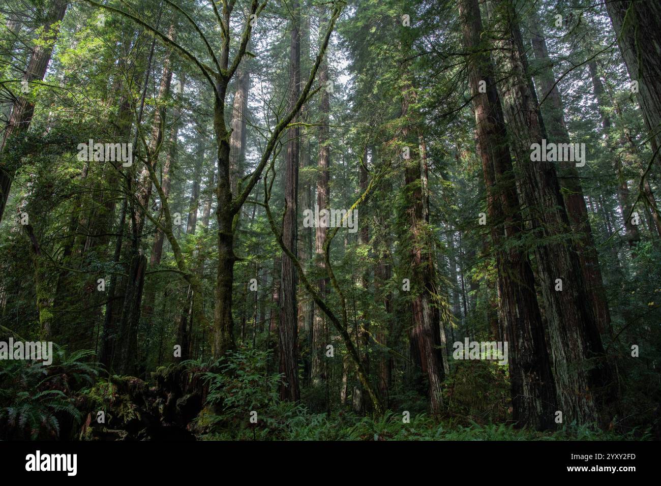 The lush and verdant redwood forest in Humboldt Redwoods state park in ...