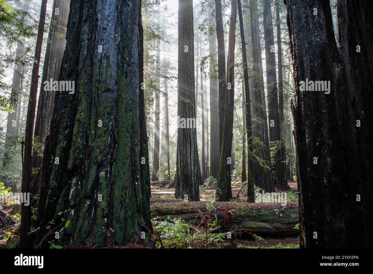 The lush and verdant redwood forest in Humboldt Redwoods state park in ...