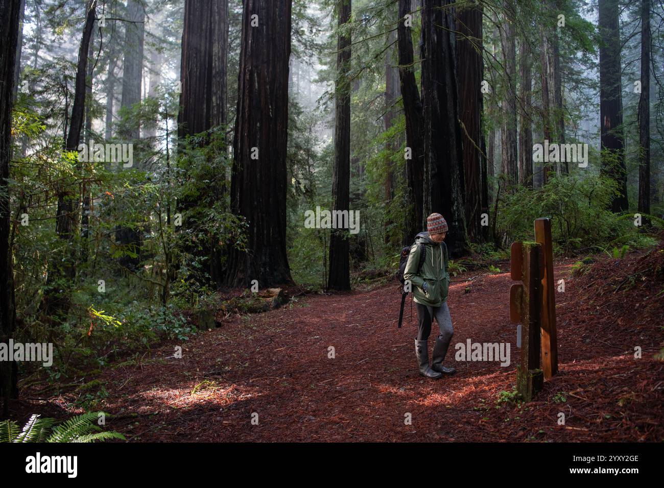 A hiker reading signage along a hiking trail through Humboldt Redwoods ...