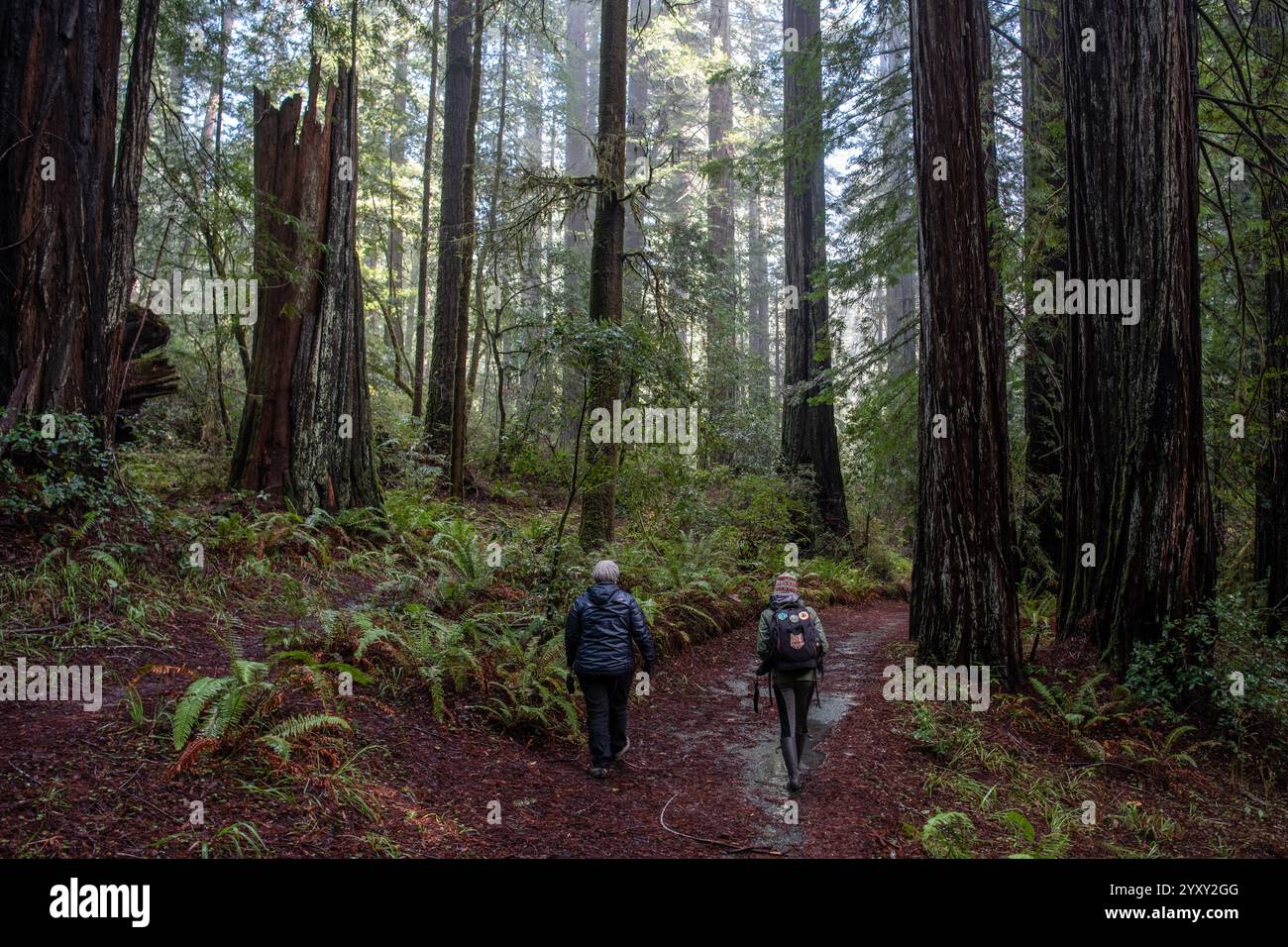 Two hikers facing away and walking down a hiking trail through Humboldt ...