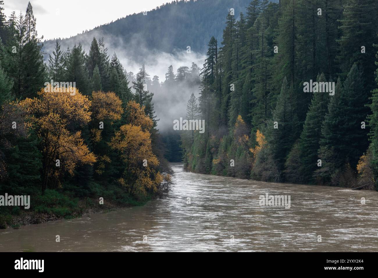 The fall foliage and redwood forest at the edge of the Eel river in ...