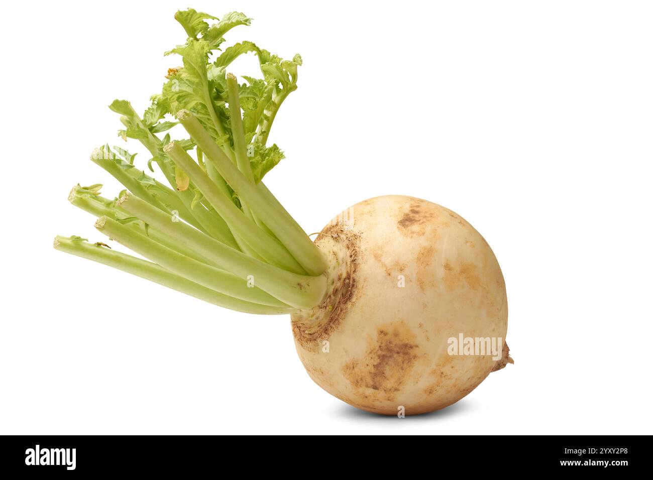 radish root vegetable with round bulb and cluster of green leaves ...