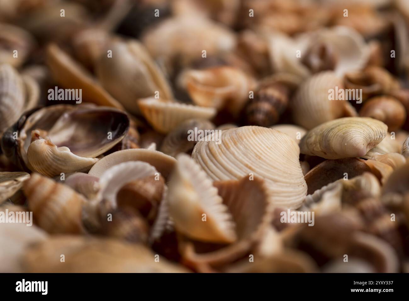 Mollusk shells. Seashell background. Ocean shells. Seashells background ...