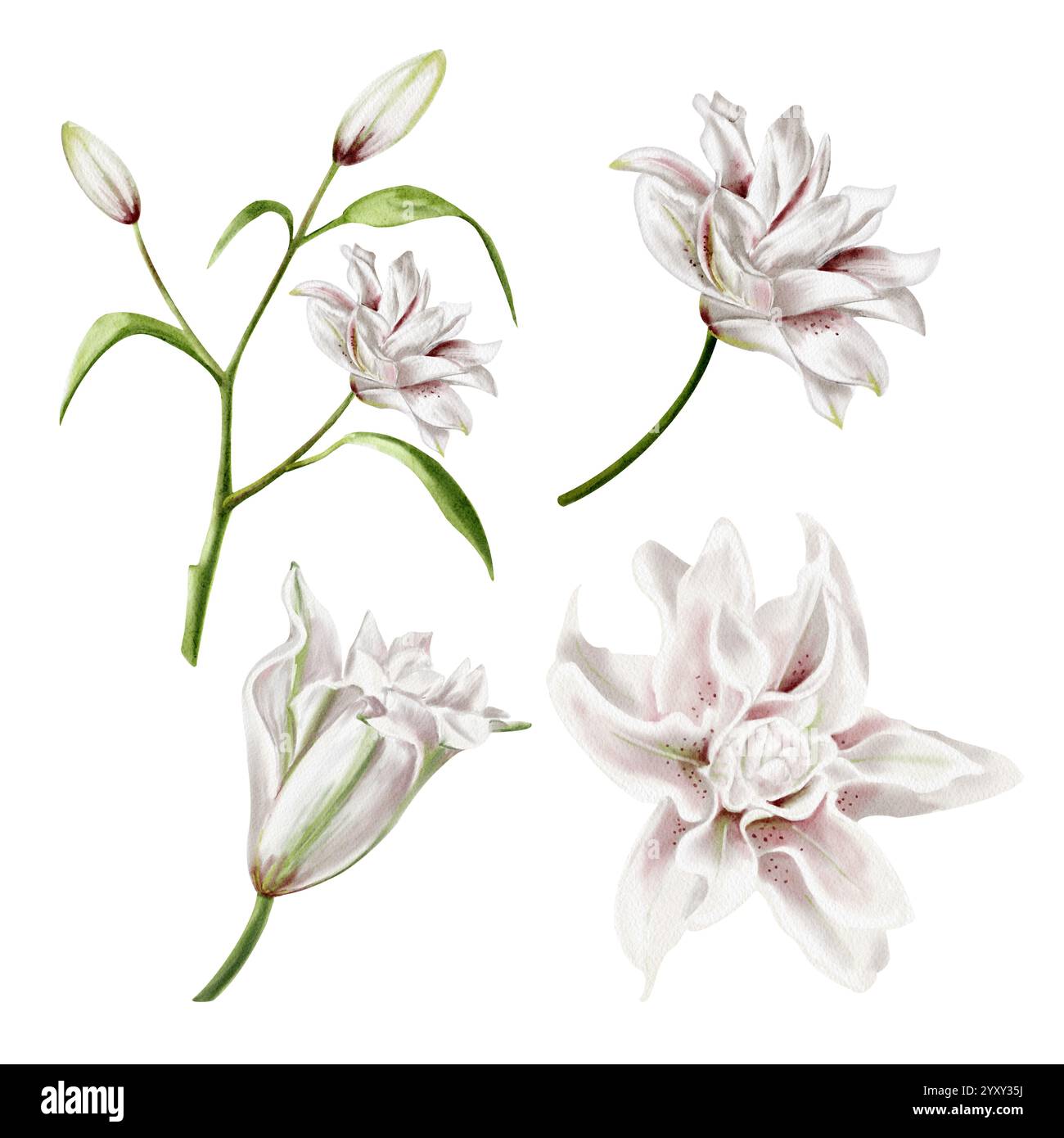 Lily and daylily. Set of pink delicate inflorescences. There are many ...