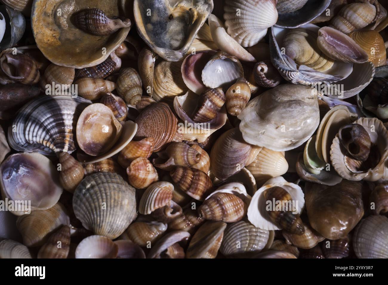 Sea mollusk shells. Seashells for summer advertising. Seashell ...