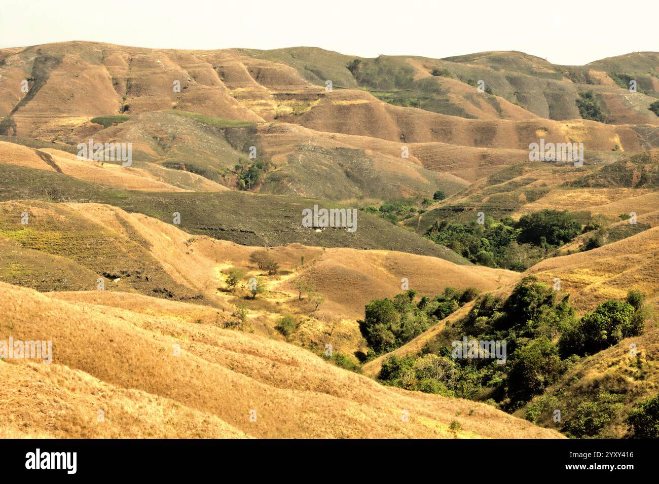 Dry grassland on hilly landscape during dry season on Wairinding hill ...