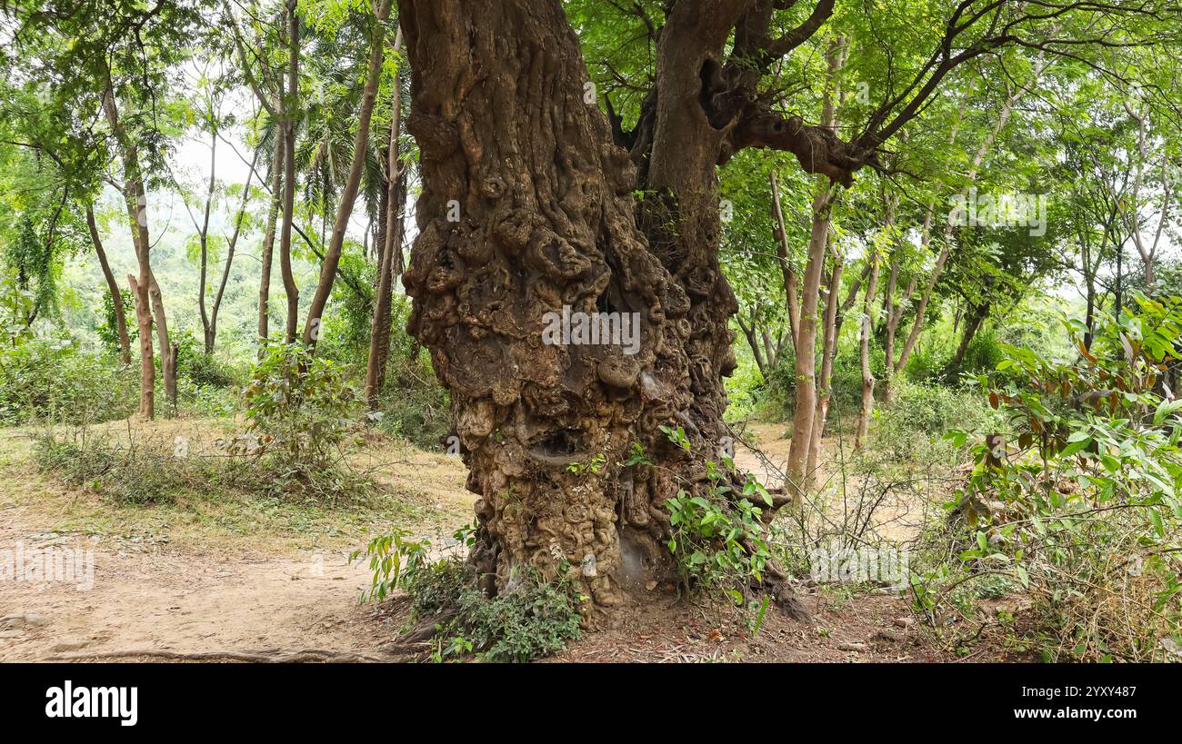 Ancient tamarind hi-res stock photography and images - Alamy