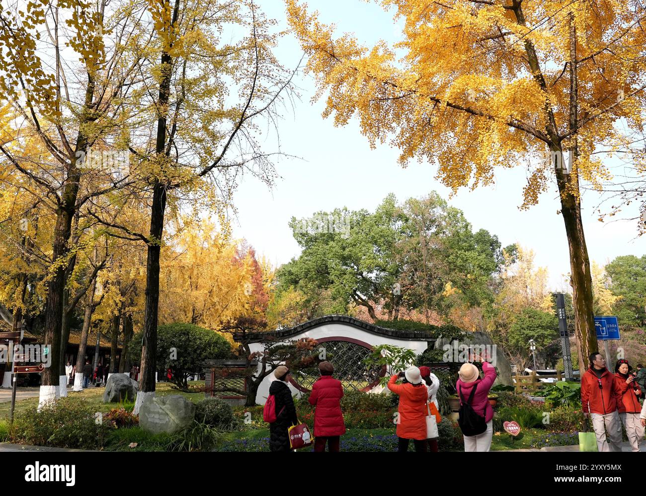 **CHINESE MAINLAND, HONG KONG, MACAU AND TAIWAN OUT** Golden ginkgo ...