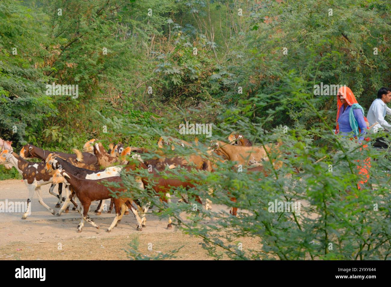 Goat herder in India Stock Photo - Alamy